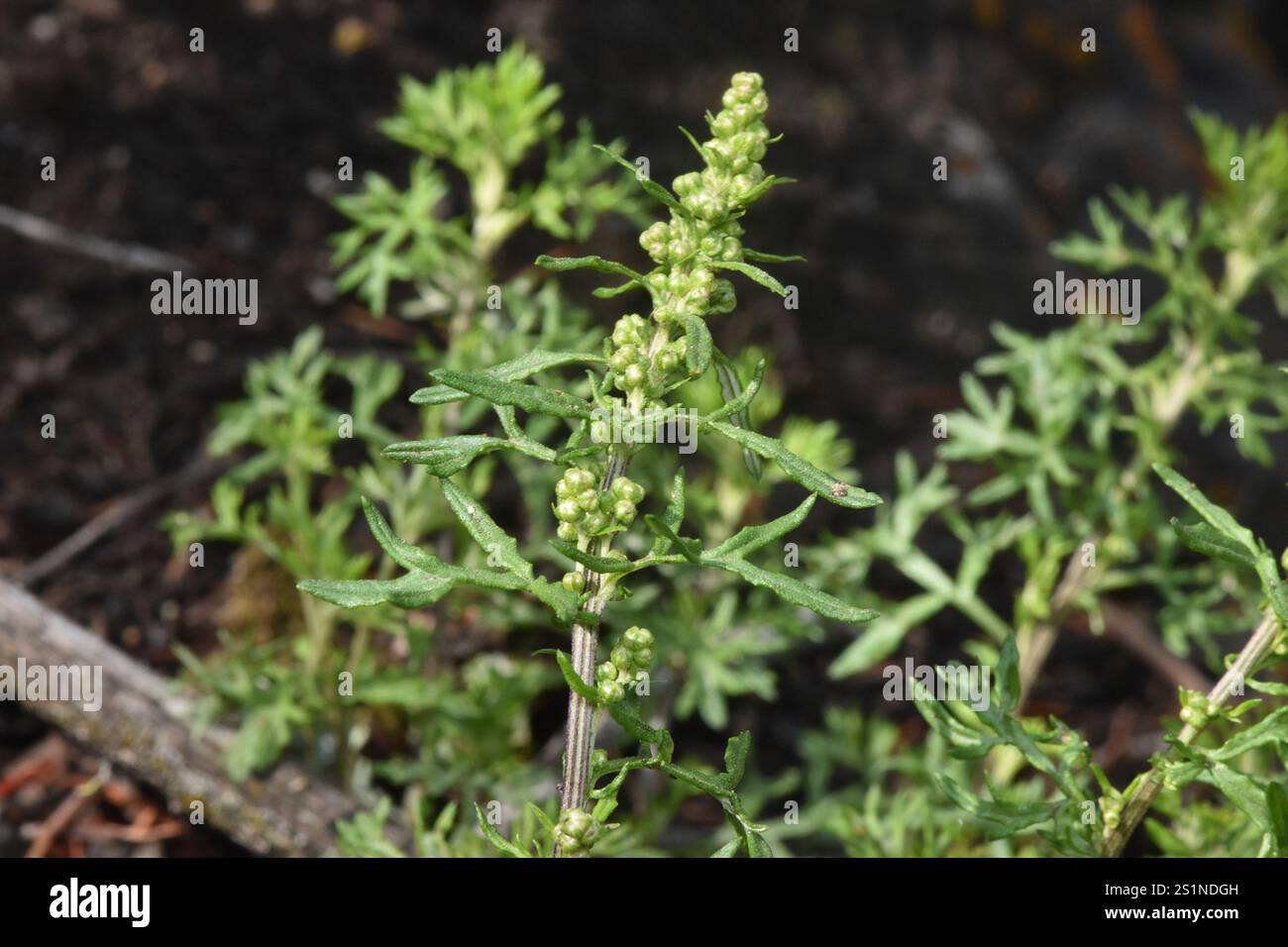 lemon sagewort (Artemisia michauxiana Stock Photo - Alamy