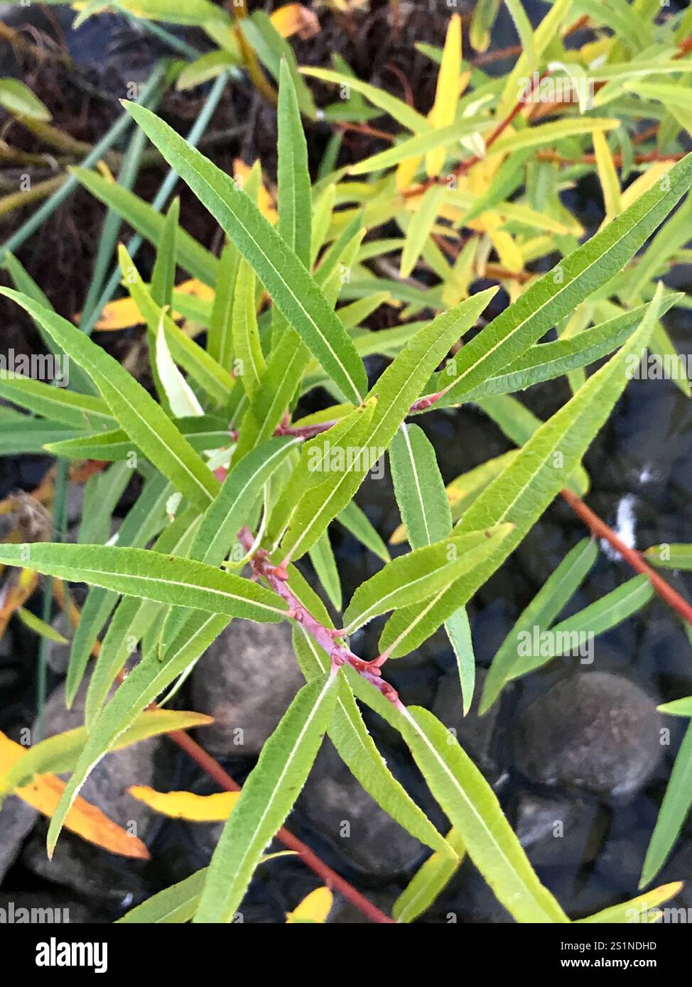 interior sandbar willow (Salix interior Stock Photo - Alamy
