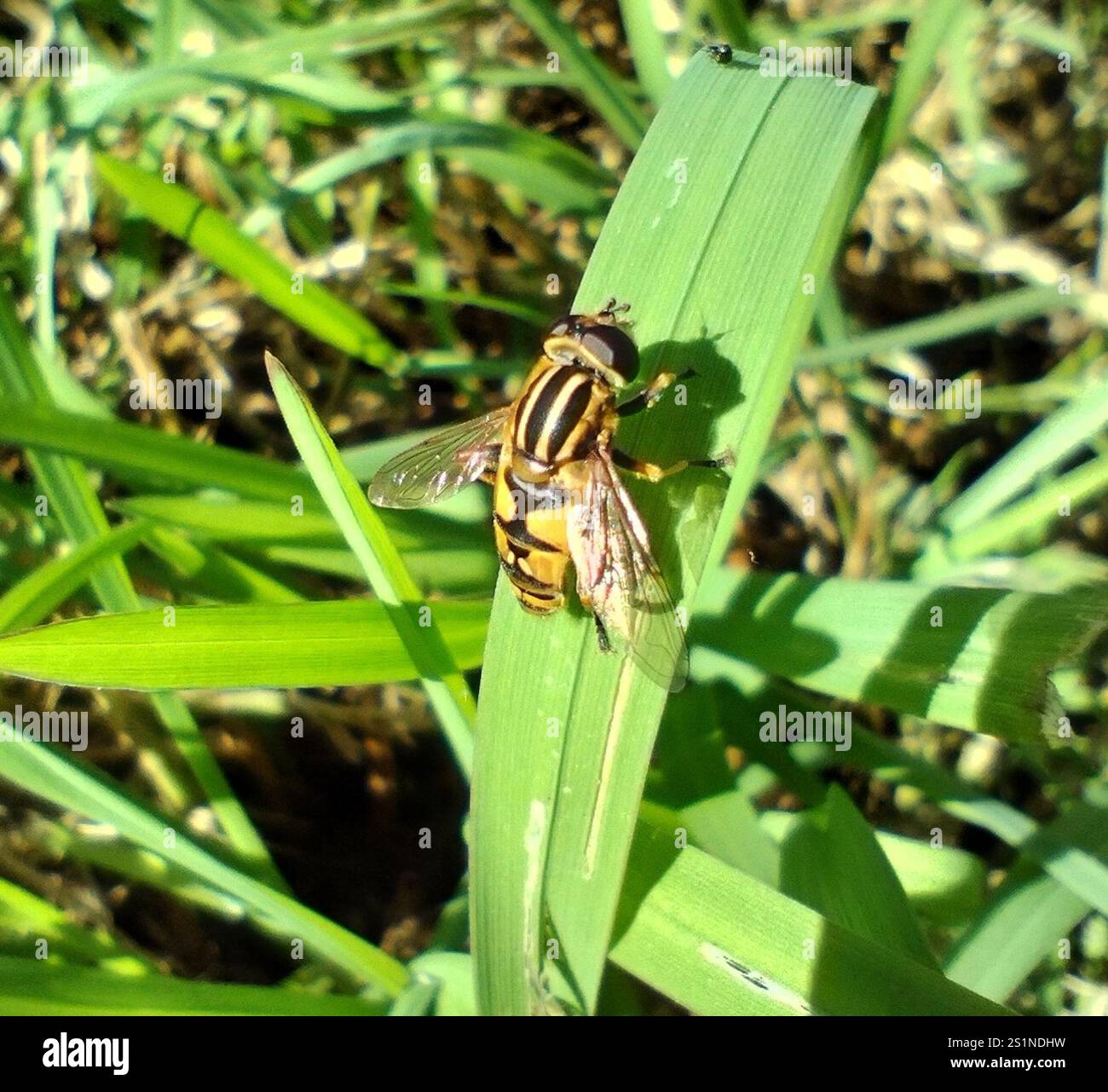 Sun Fly (Helophilus pendulus Stock Photo - Alamy