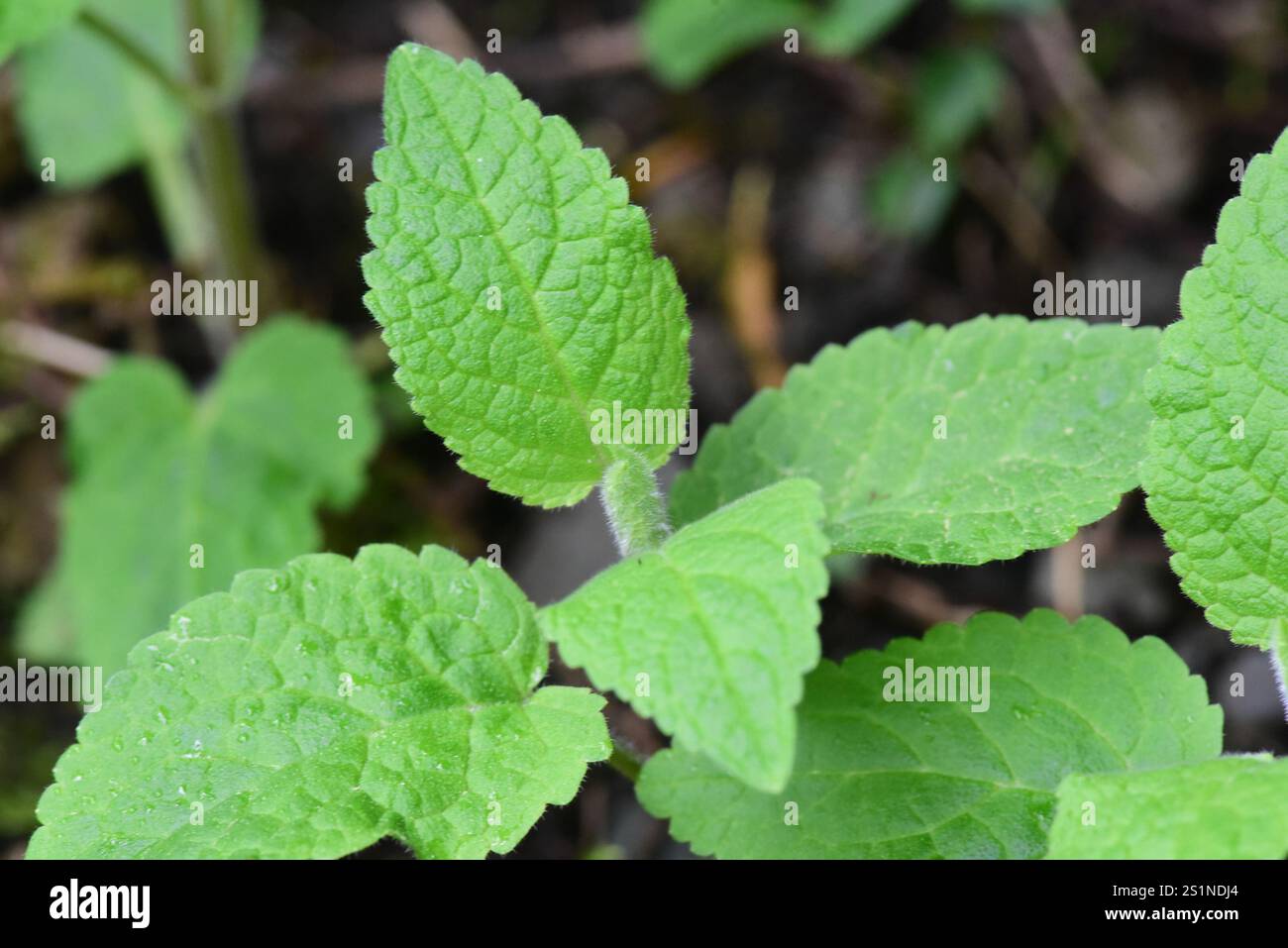 Coastal Hedge-nettle (Stachys chamissonis Stock Photo - Alamy