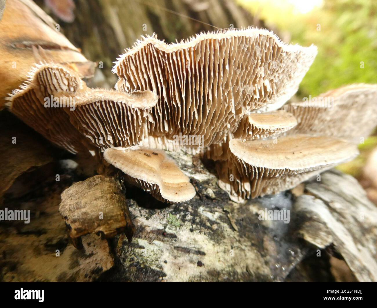 Gilled Polypore (Trametes betulina Stock Photo - Alamy