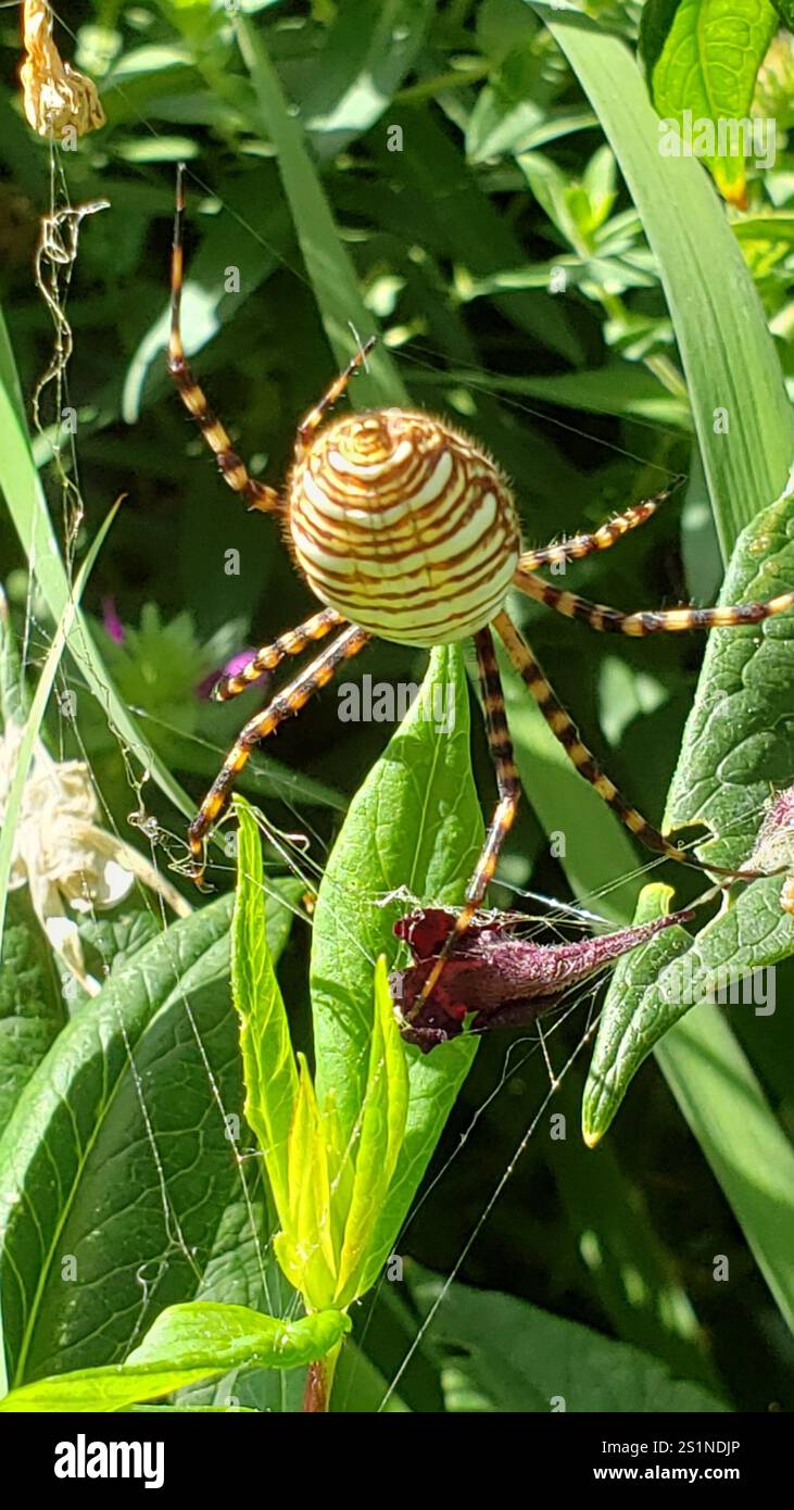 Banded Garden Spider (Argiope trifasciata Stock Photo - Alamy