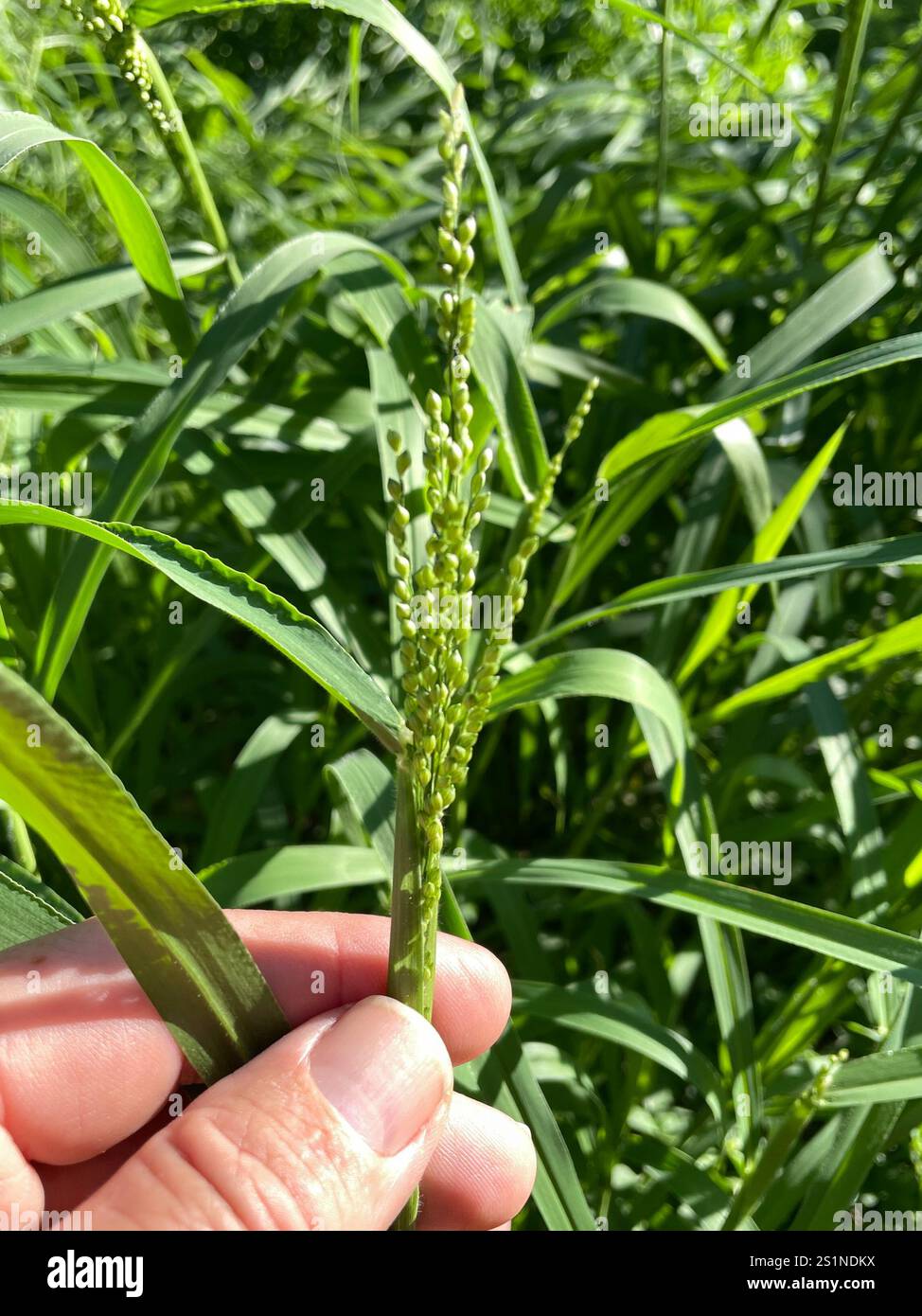 Browntop Signalgrass (Urochloa fusca Stock Photo - Alamy