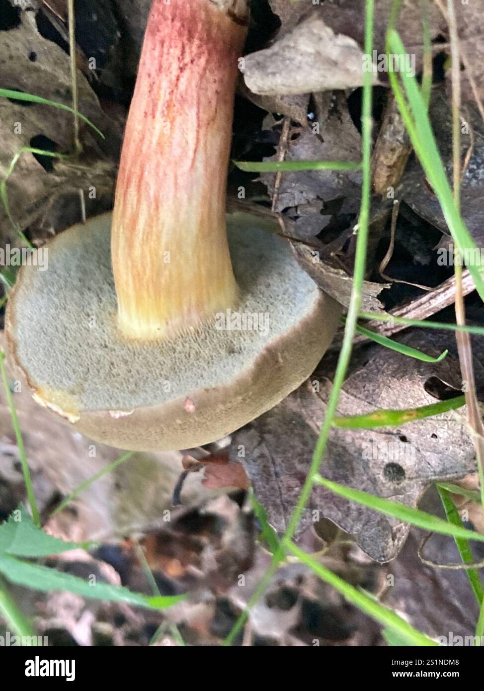 Suede Bolete (Xerocomus subtomentosus Stock Photo - Alamy