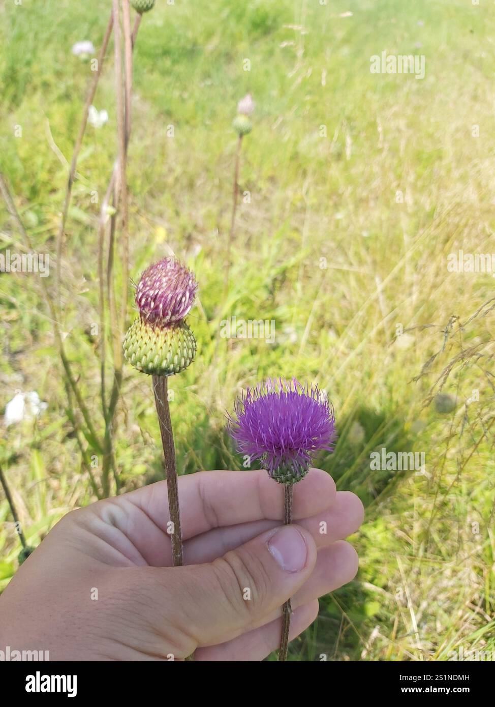 Queen Anne's thistle (Cirsium canum Stock Photo - Alamy