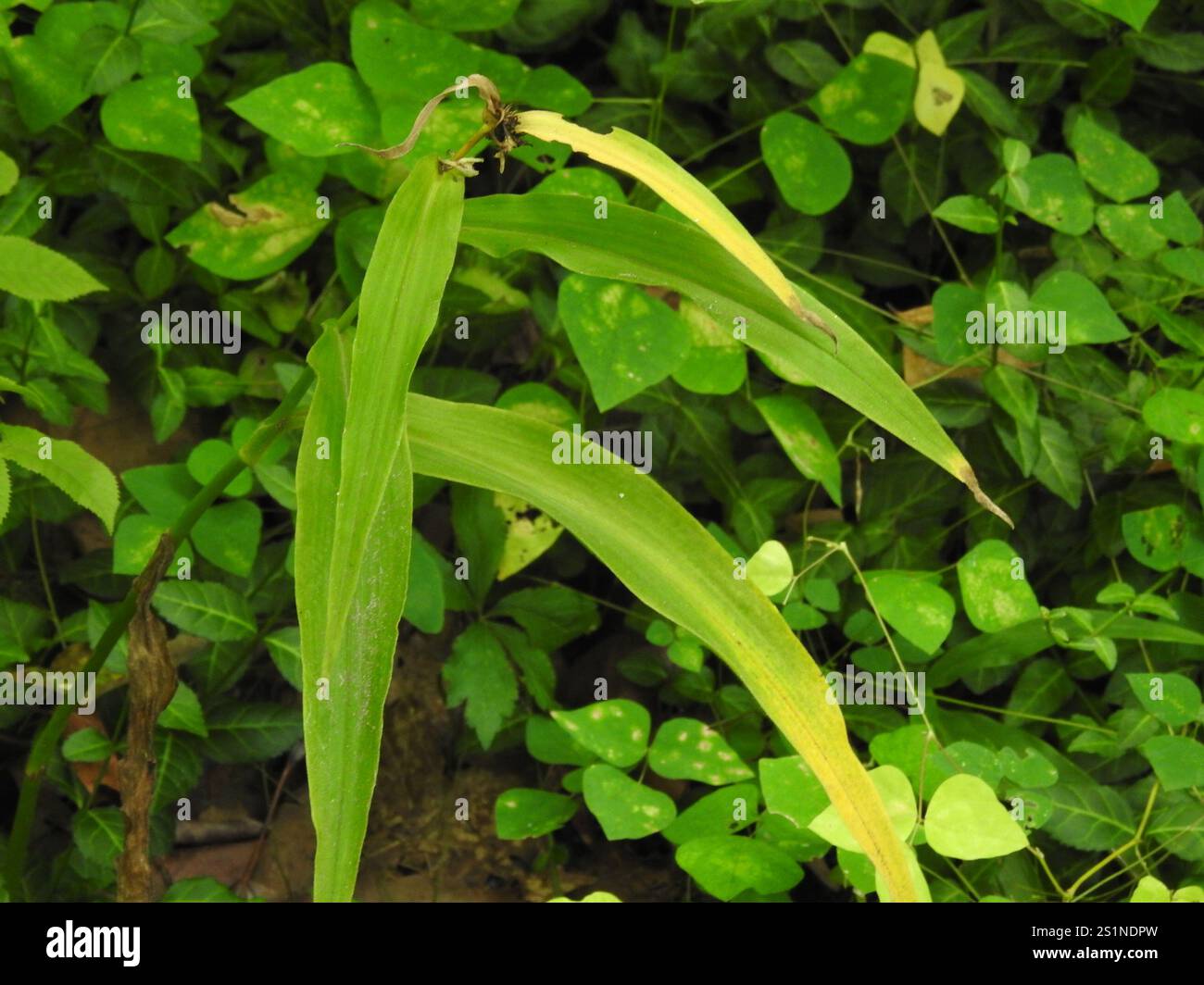 Zigzag Spiderwort (Tradescantia subaspera Stock Photo - Alamy