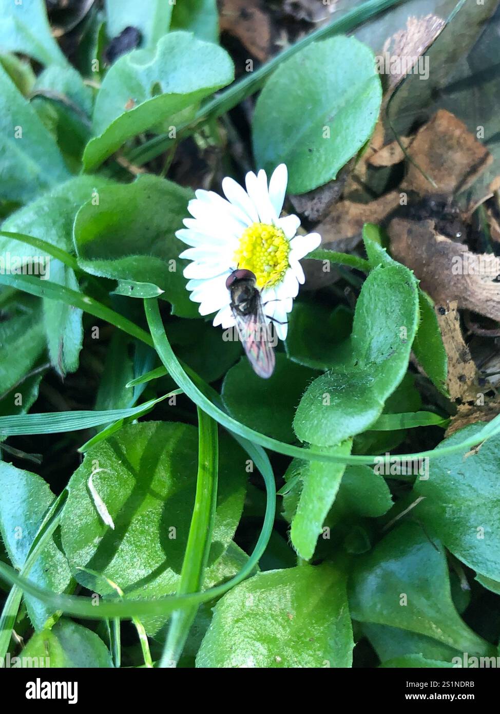 Typical Hover Flies (Syrphinae Stock Photo - Alamy