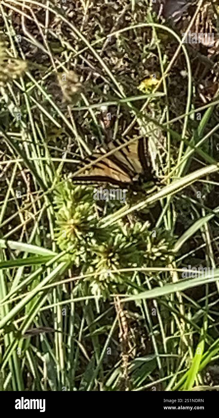 Western Tiger Swallowtail (Papilio rutulus Stock Photo - Alamy