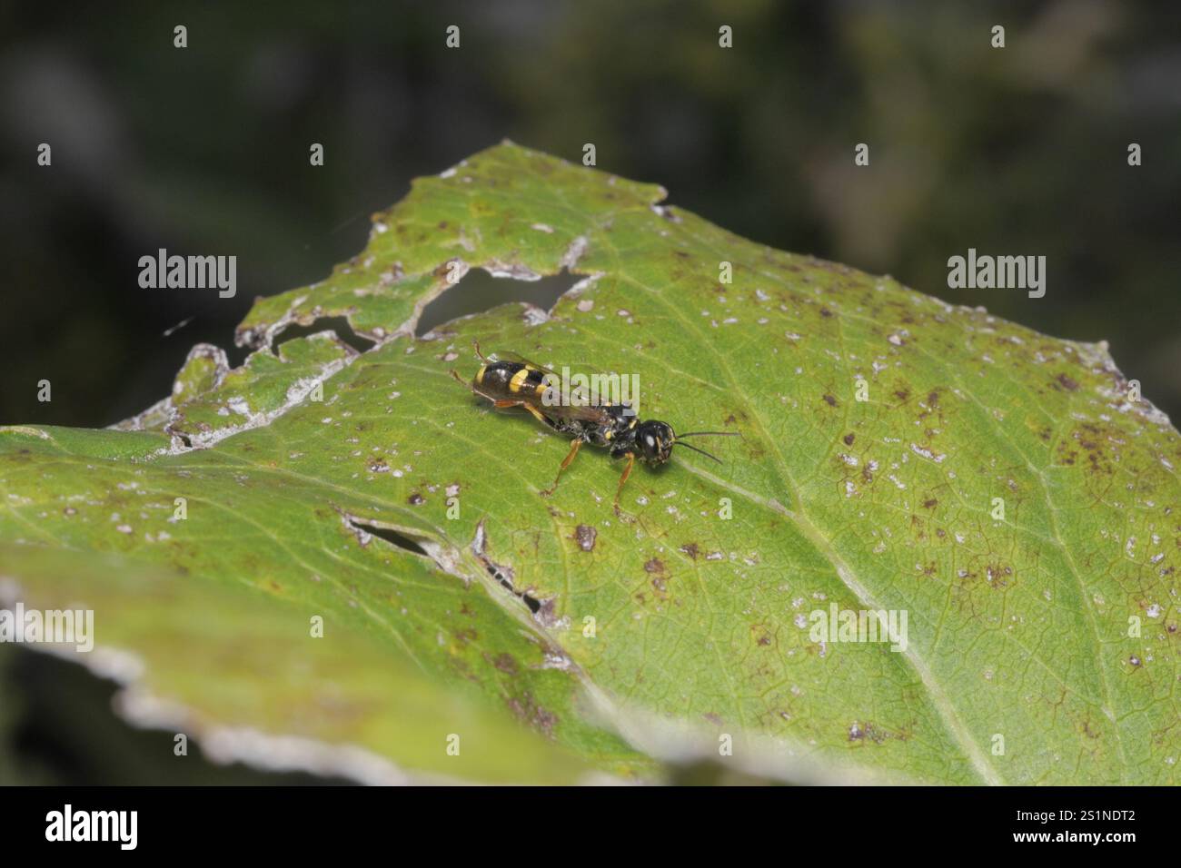 Field digger wasp (Mellinus arvensis Stock Photo - Alamy