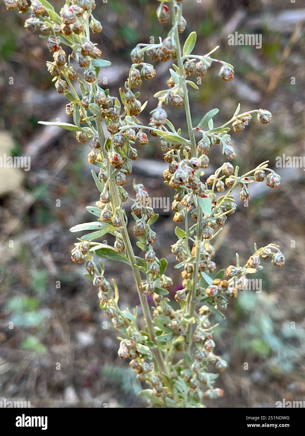 absinthe wormwood (Artemisia absinthium Stock Photo - Alamy
