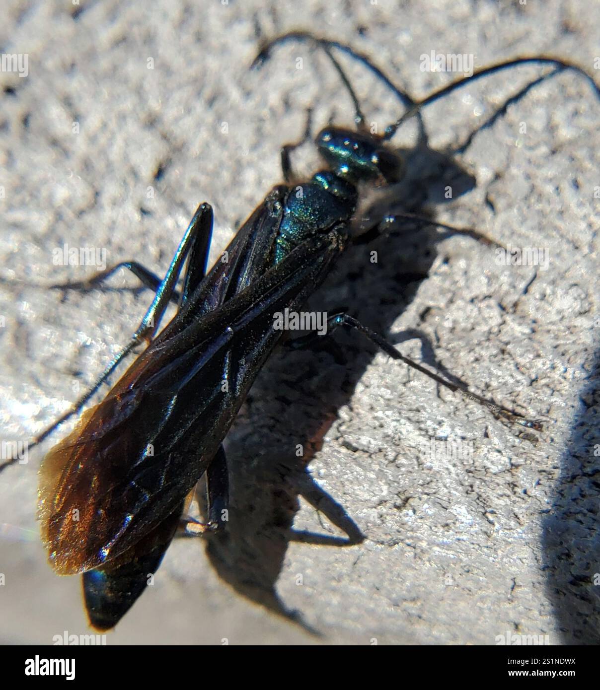 Nearctic Blue Mud-dauber Wasp (Chalybion californicum Stock Photo - Alamy