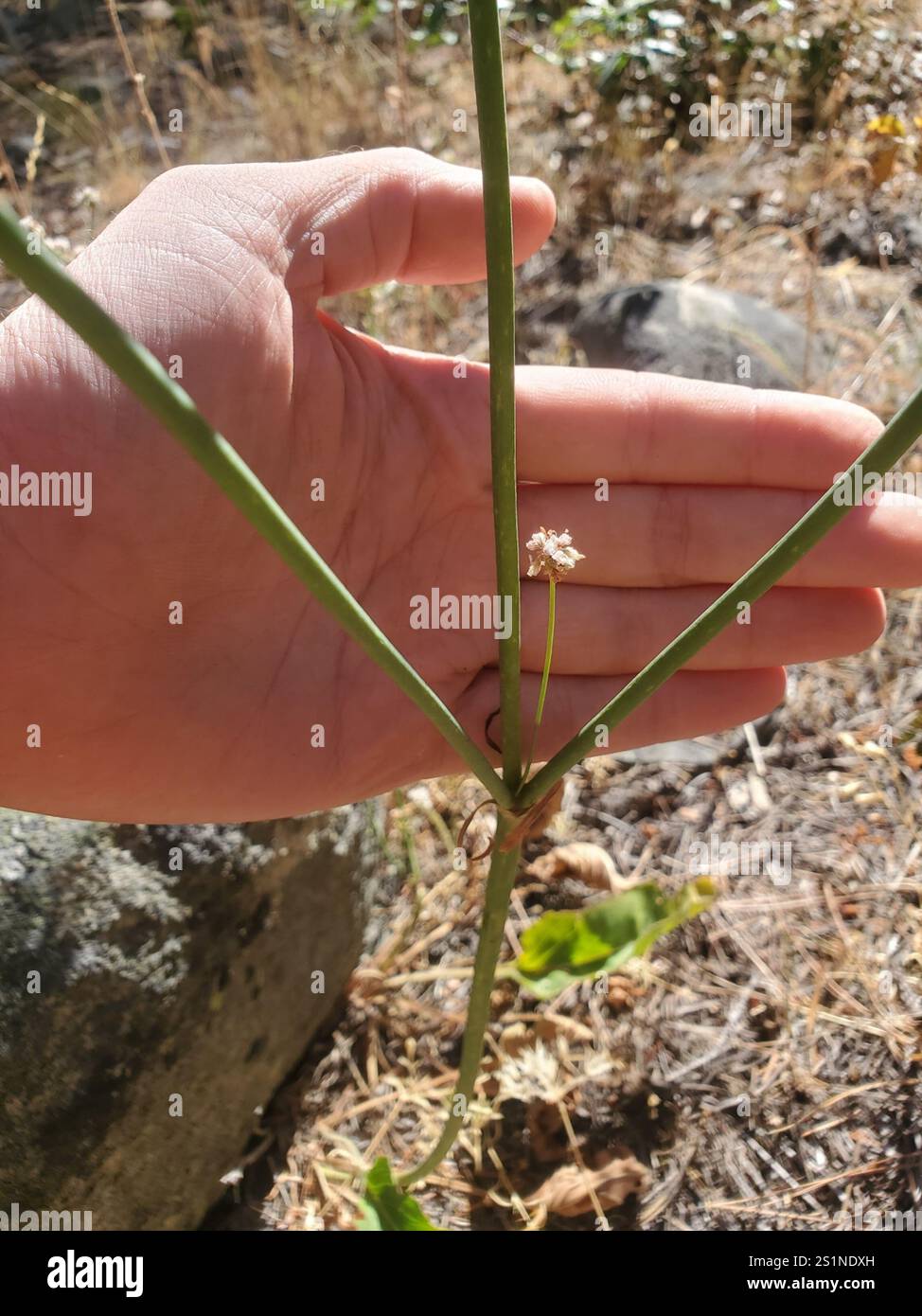 tall woolly wild buckwheat (Eriogonum elatum Stock Photo - Alamy