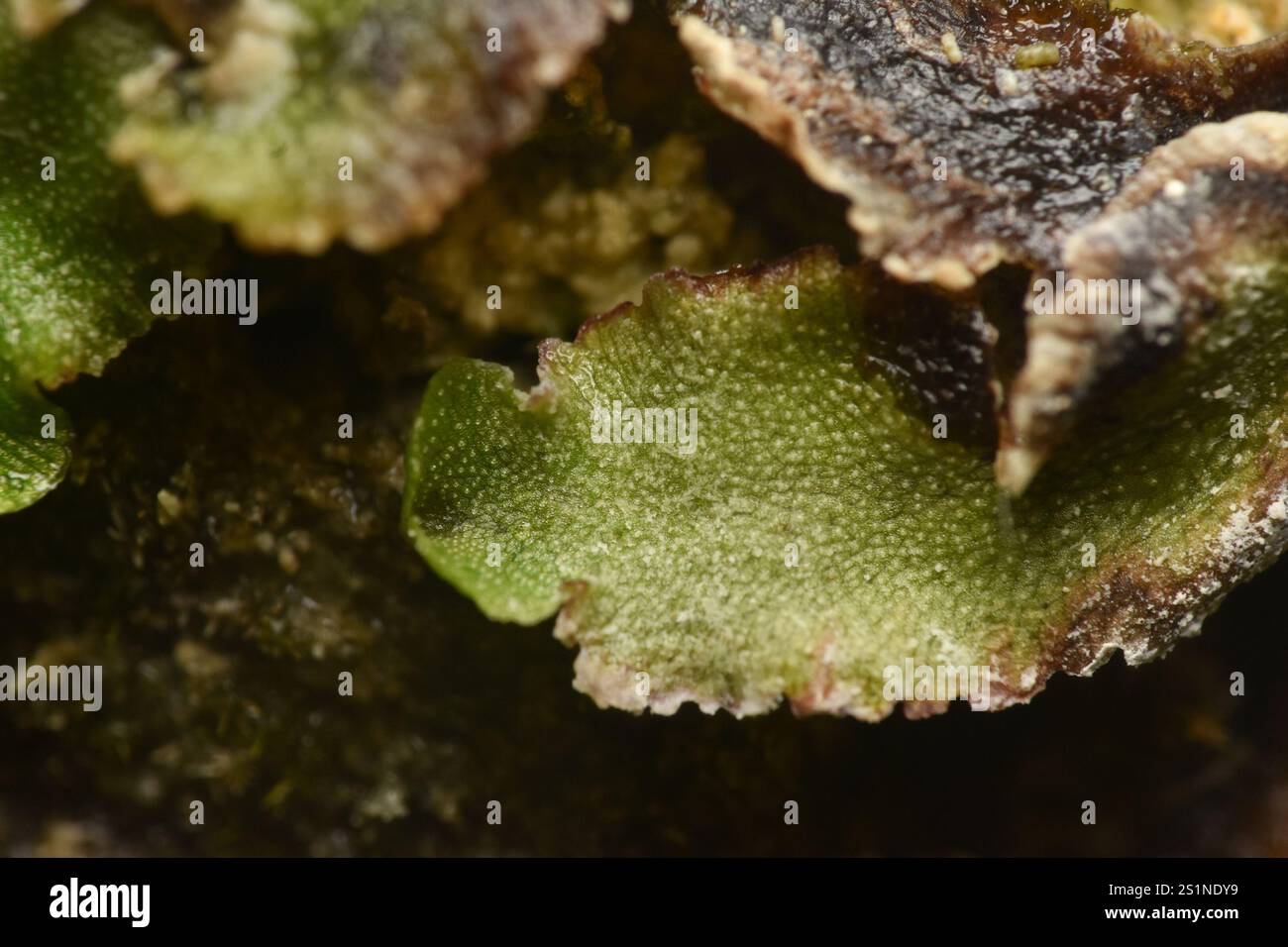 Narrow Mushroom-headed Liverwort (Marchantia quadrata Stock Photo - Alamy