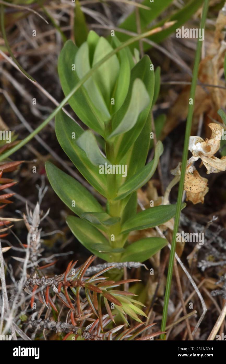 king's scepter gentian (Gentiana sceptrum Stock Photo - Alamy