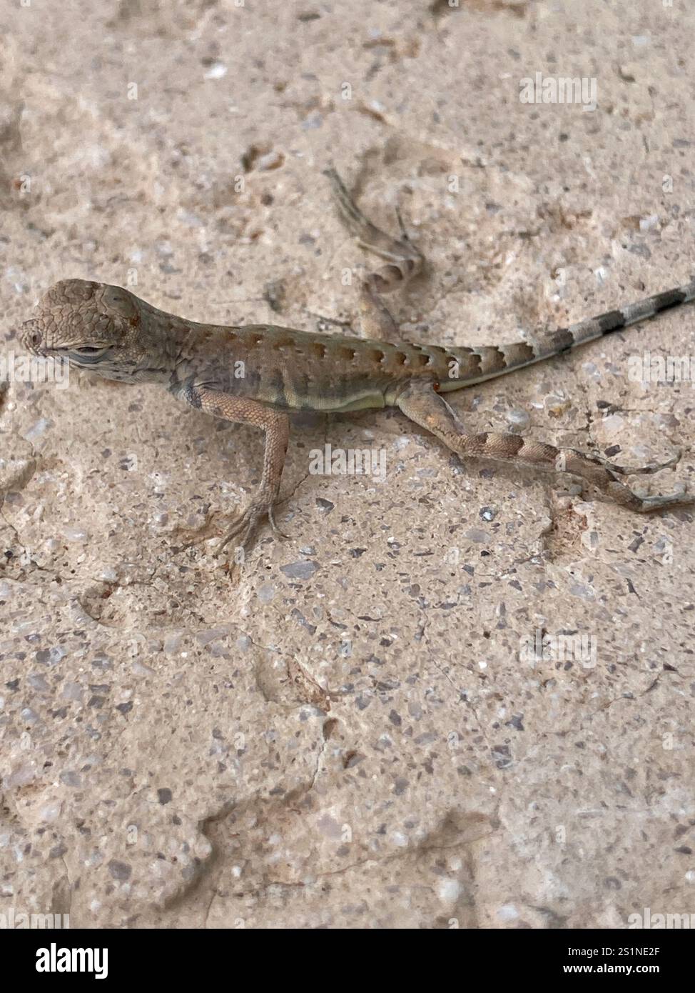 Zebra-tailed Lizard (Callisaurus draconoides Stock Photo - Alamy