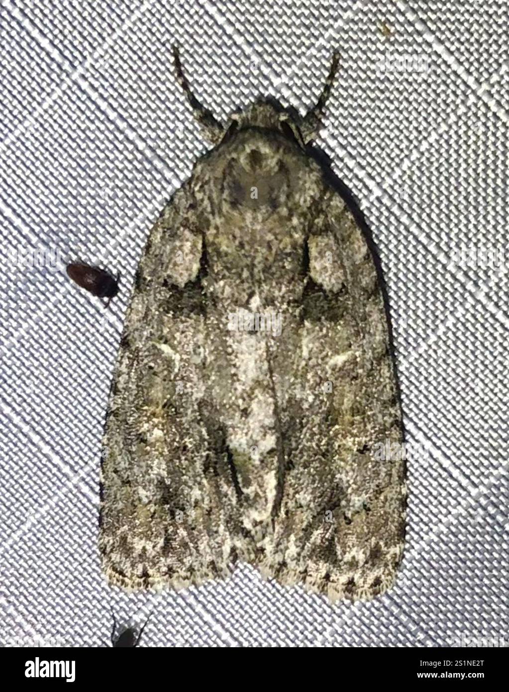 Epauleted Oak Dagger (Acronicta ovata Stock Photo - Alamy