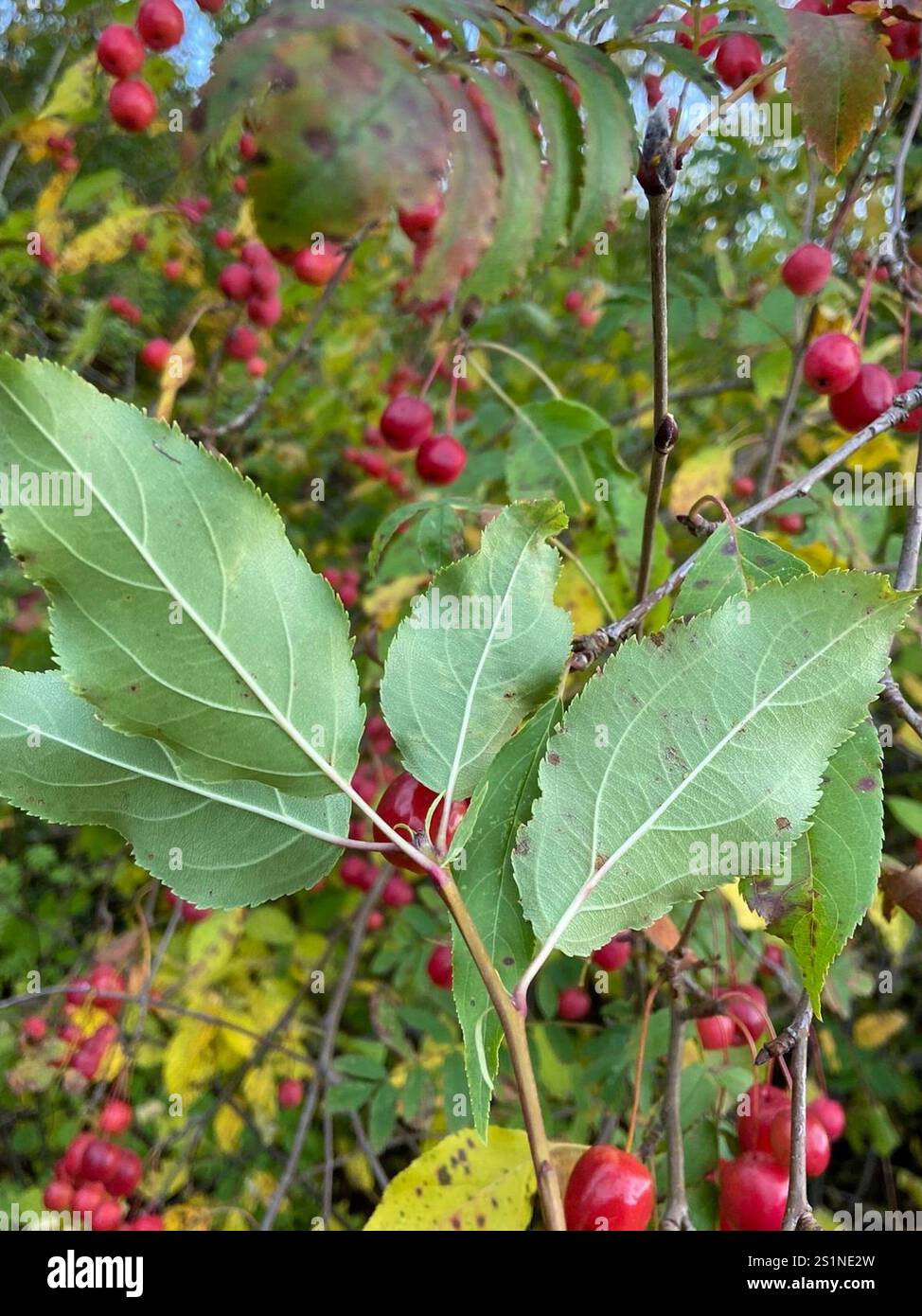Siberian crabapple (Malus baccata Stock Photo - Alamy