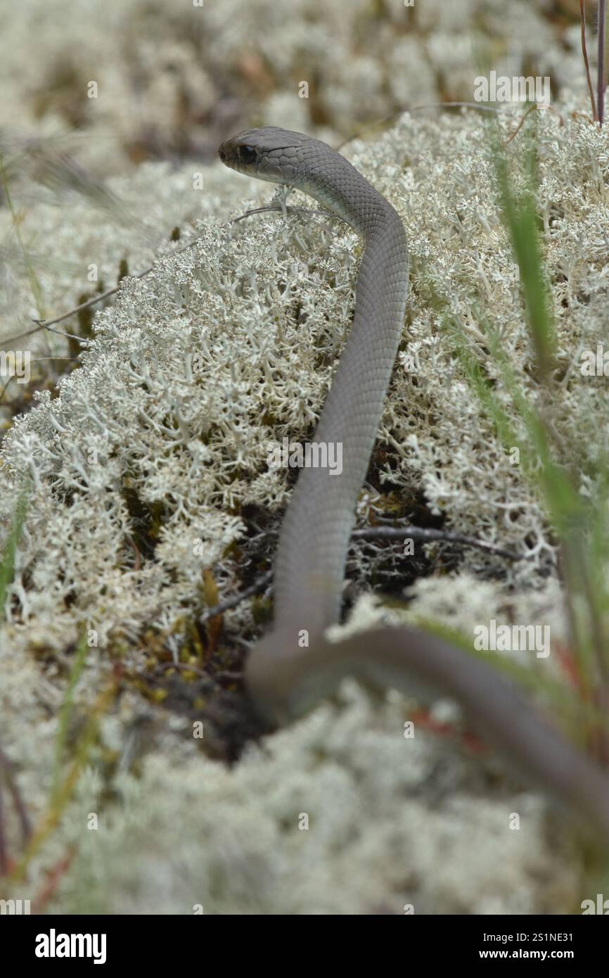 Western Yellow-bellied Racer (Coluber constrictor mormon Stock Photo ...