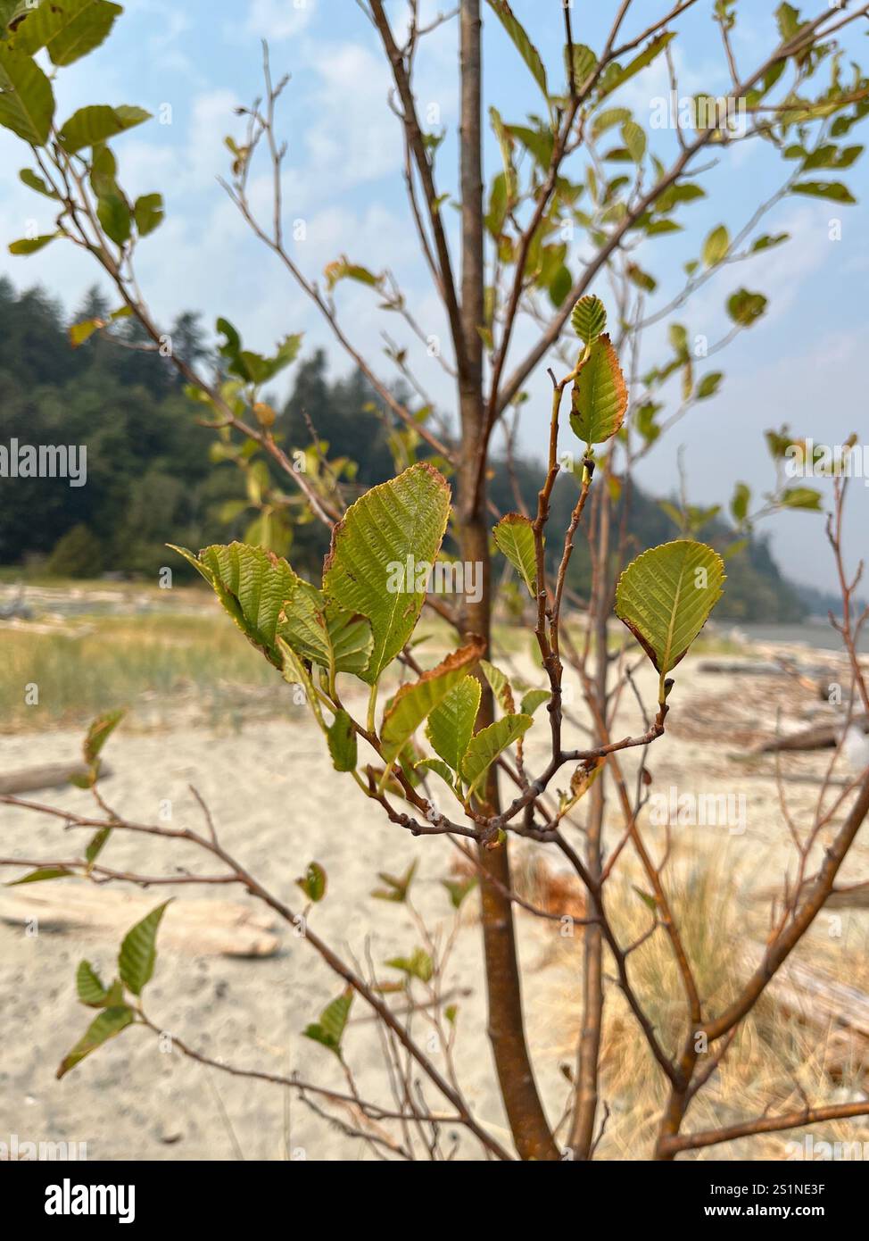 Red Alder (Alnus rubra Stock Photo - Alamy