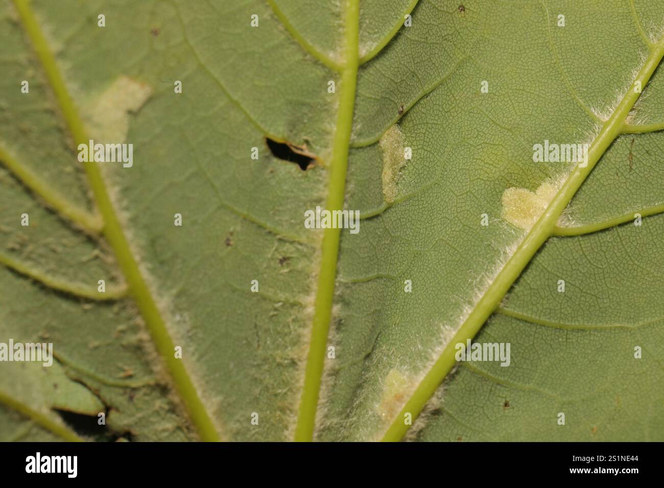 Sycamore Felt Gall Mite (Aceria pseudoplatani Stock Photo - Alamy