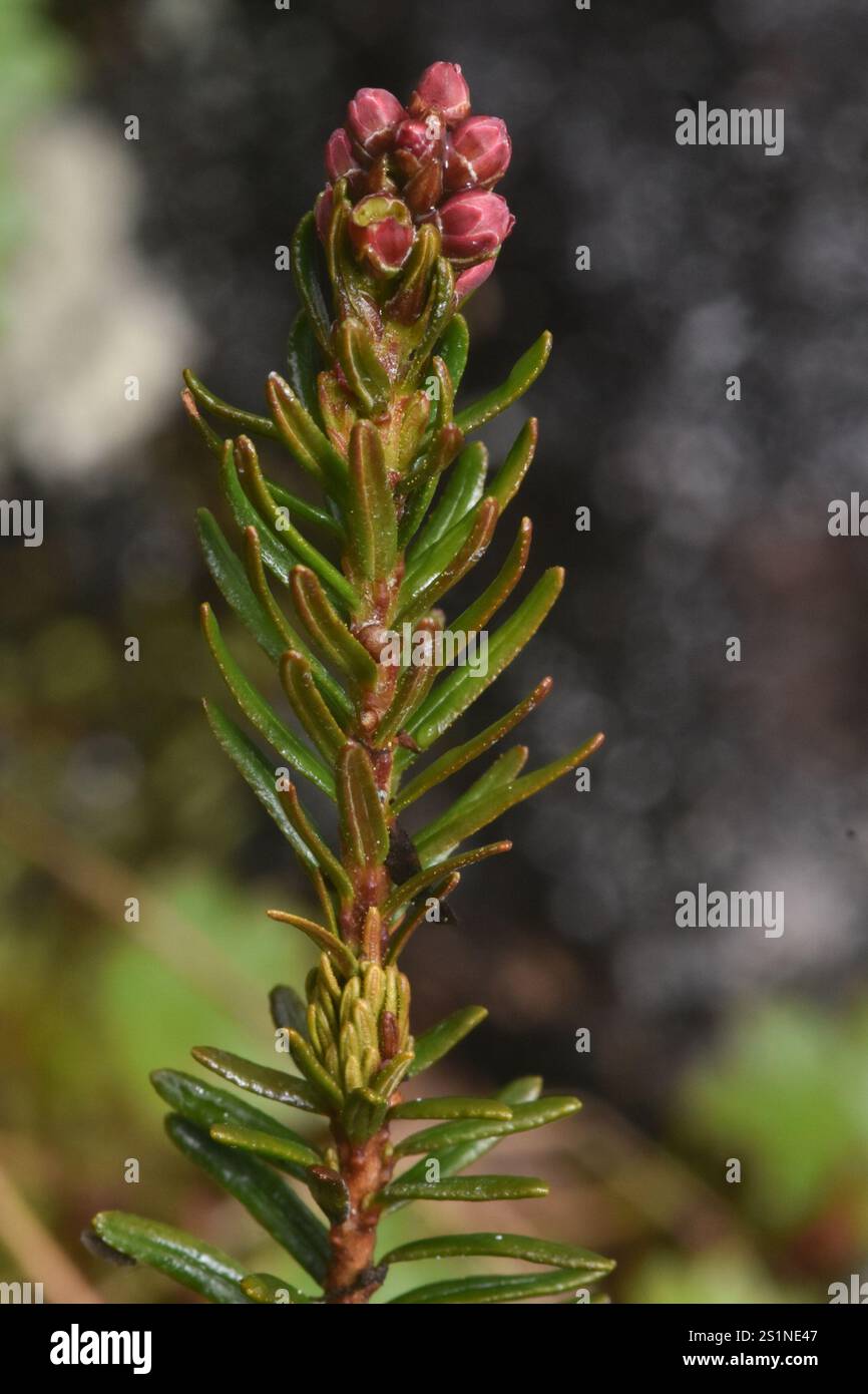 pink mountainheath (Phyllodoce empetriformis Stock Photo - Alamy