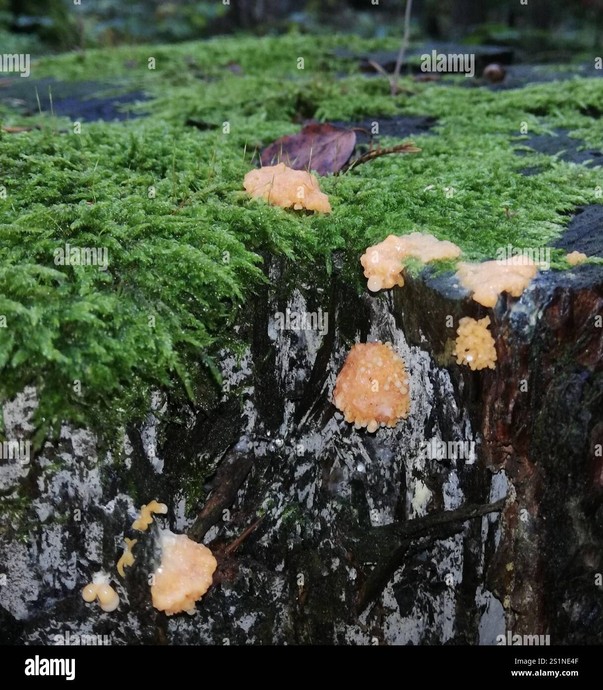 Red Raspberry Slime Mold (Tubifera ferruginosa Stock Photo - Alamy