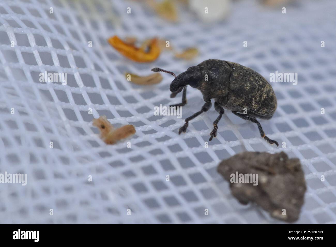 Lesser Knapweed Flower Weevil (Larinus minutus Stock Photo - Alamy