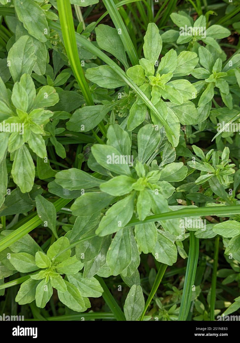 Tropical amaranth (Amaranthus polygonoides Stock Photo - Alamy