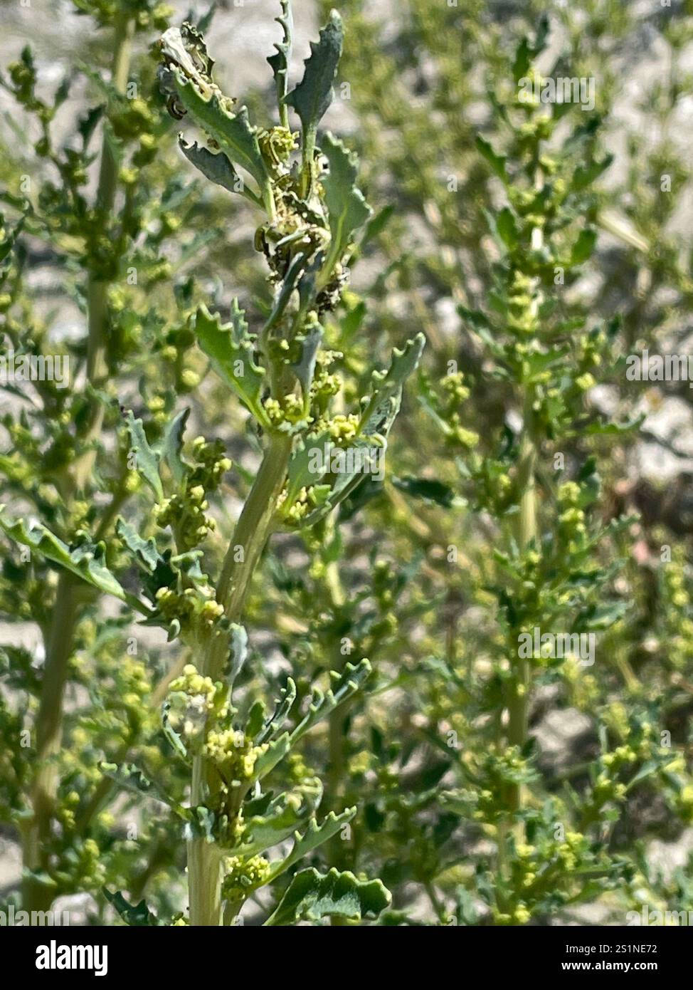 oak-leaved goosefoot (Oxybasis glauca Stock Photo - Alamy