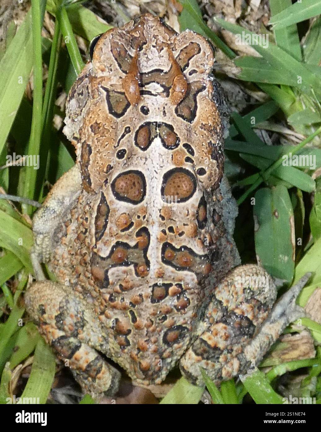 Southern Toad (Anaxyrus terrestris Stock Photo - Alamy