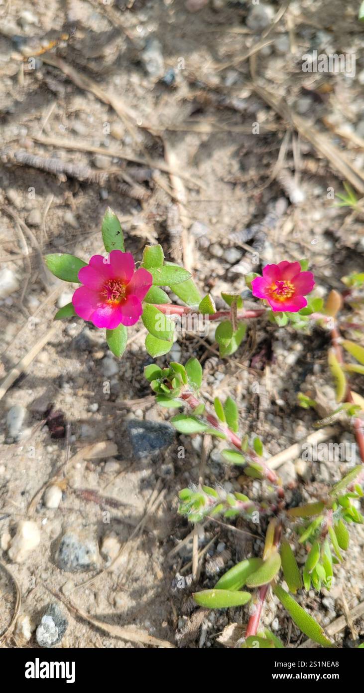 Paraguayan Purslane (Portulaca amilis Stock Photo - Alamy