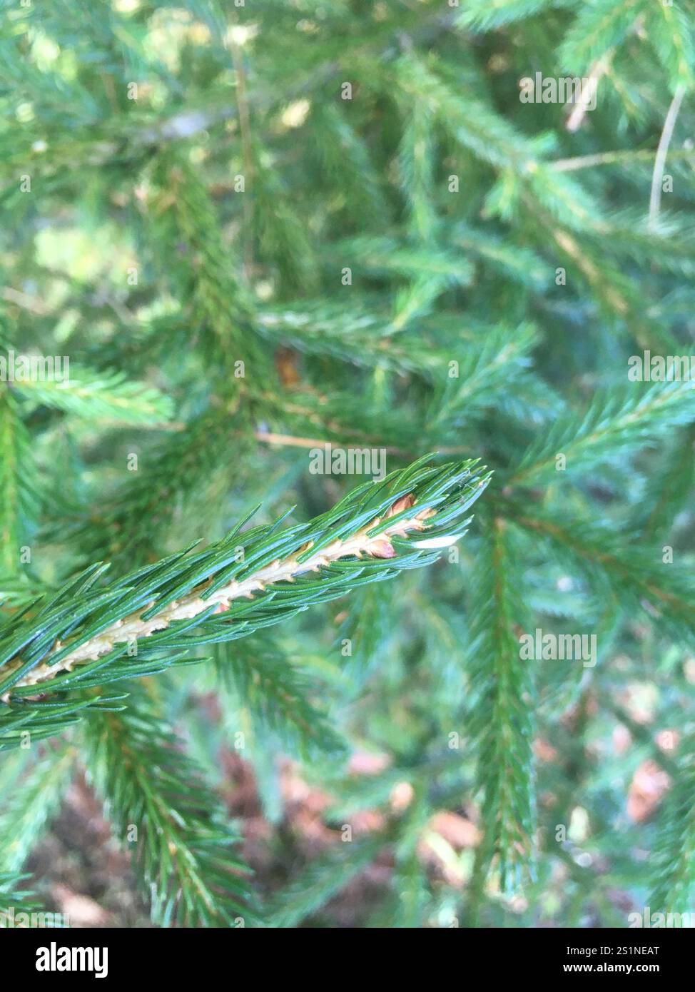 red spruce (Picea rubens Stock Photo - Alamy