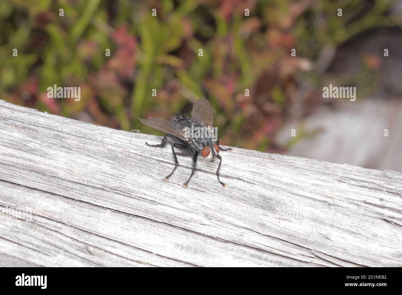 Common Flesh Flies (Sarcophaga Stock Photo - Alamy
