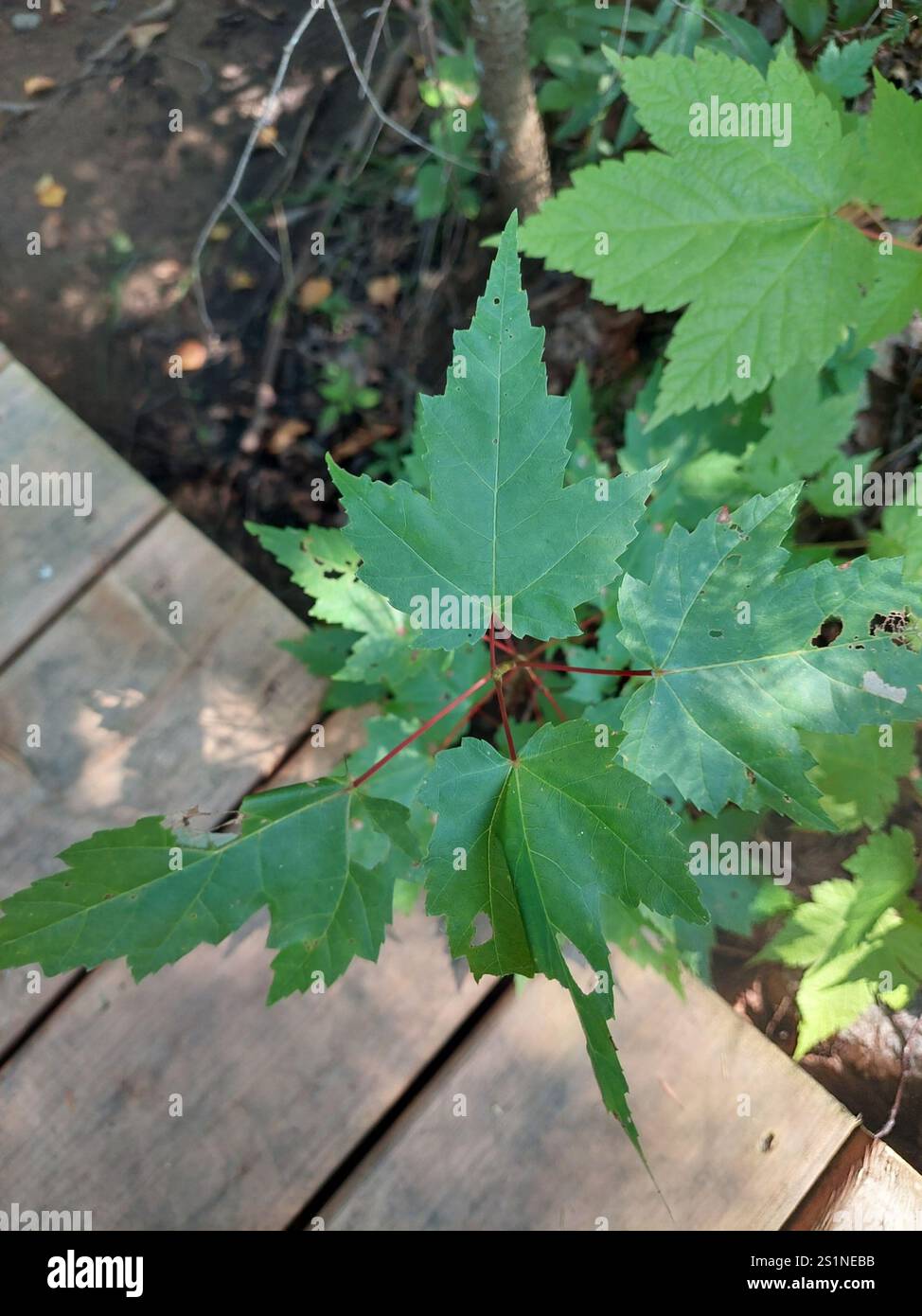 red maple (Acer rubrum Stock Photo - Alamy