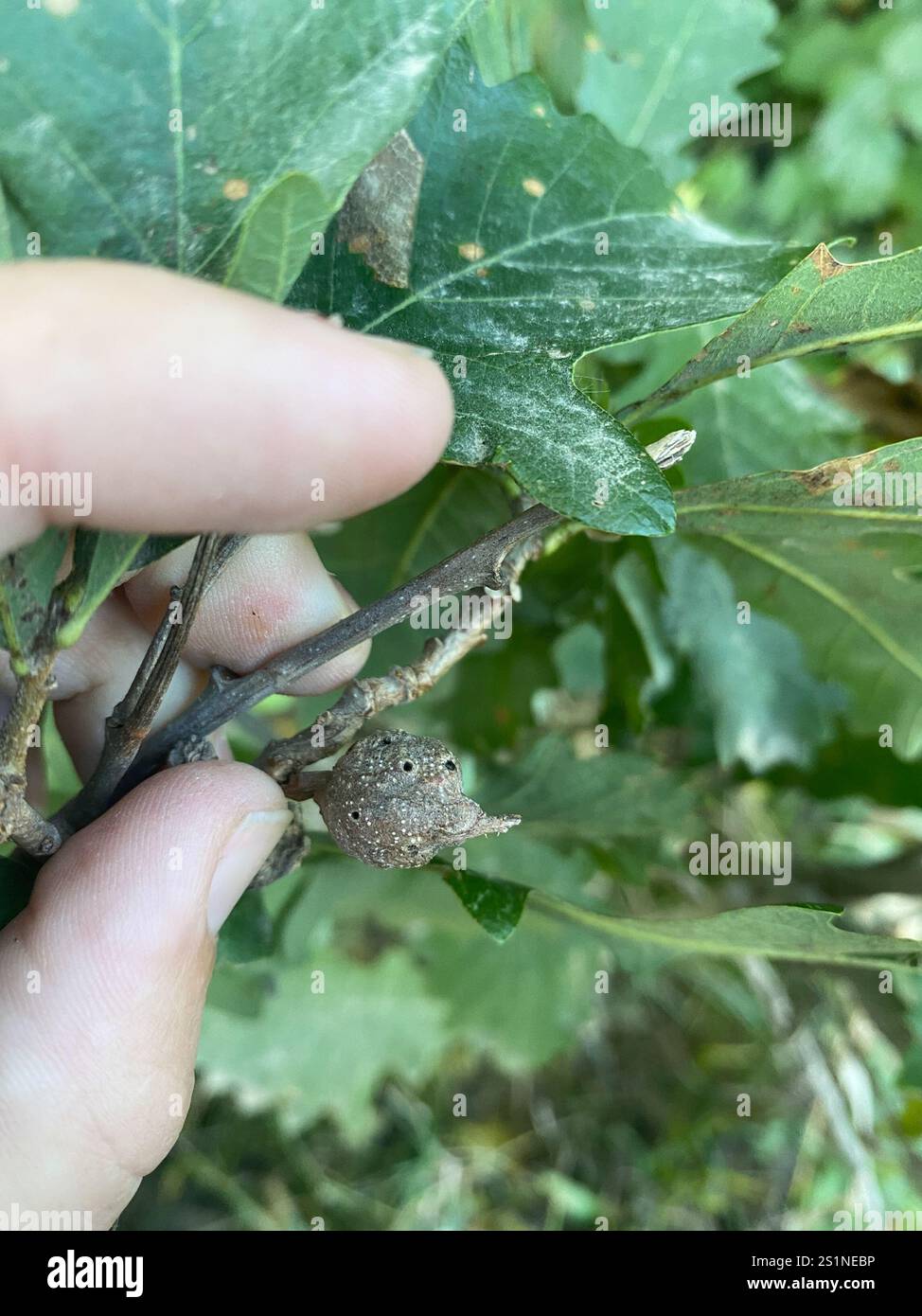 Oak Petiole Gall Wasp (Andricus quercuspetiolicola Stock Photo - Alamy