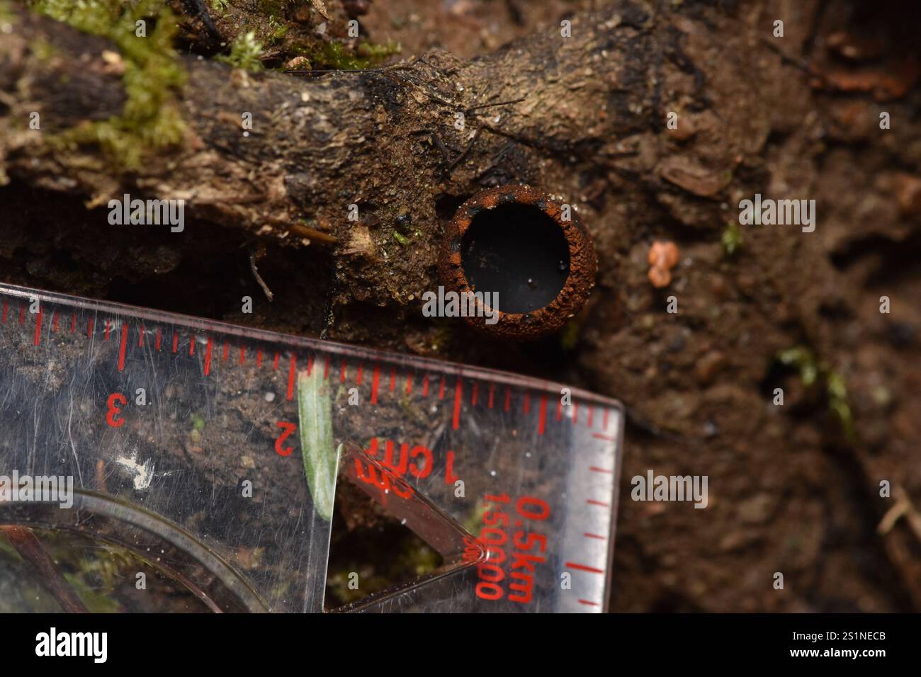 corona cup (Plectania melastoma Stock Photo - Alamy