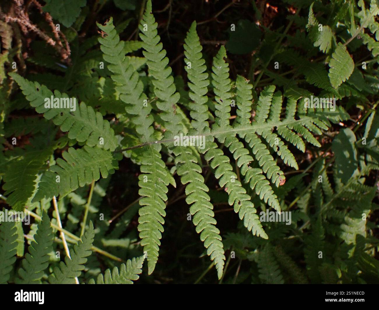long beech fern (Phegopteris connectilis Stock Photo - Alamy