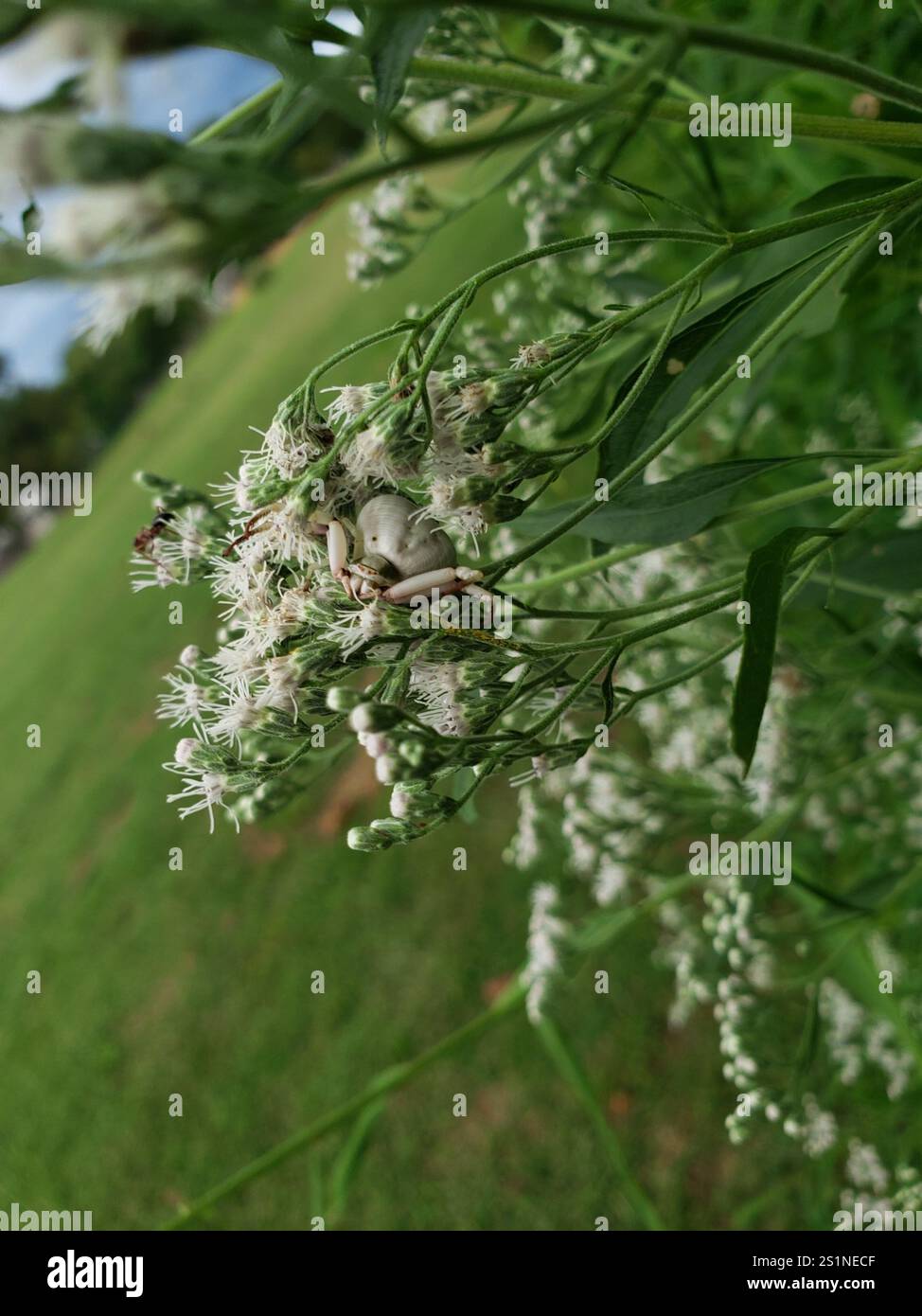 White-banded Crab Spider (Misumenoides formosipes Stock Photo - Alamy
