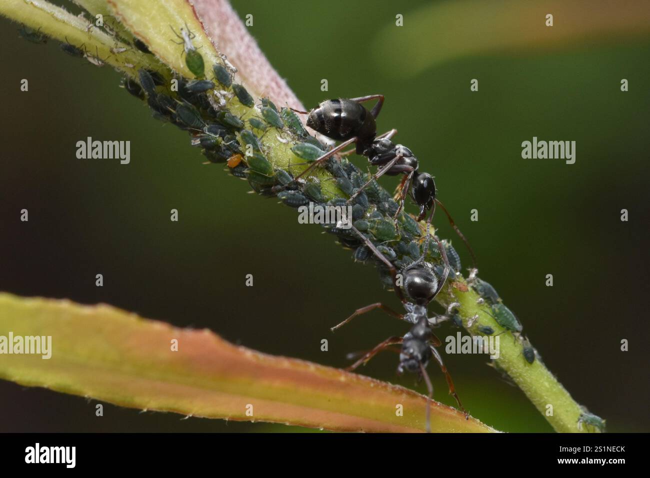 fusca-group Field Ants and Allies (Formica fusca Stock Photo - Alamy