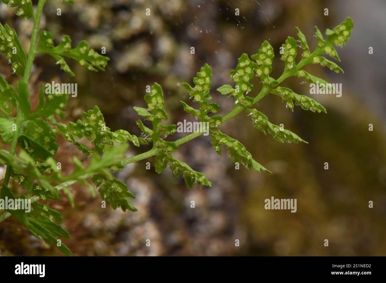 brittle bladderfern (Cystopteris fragilis Stock Photo - Alamy