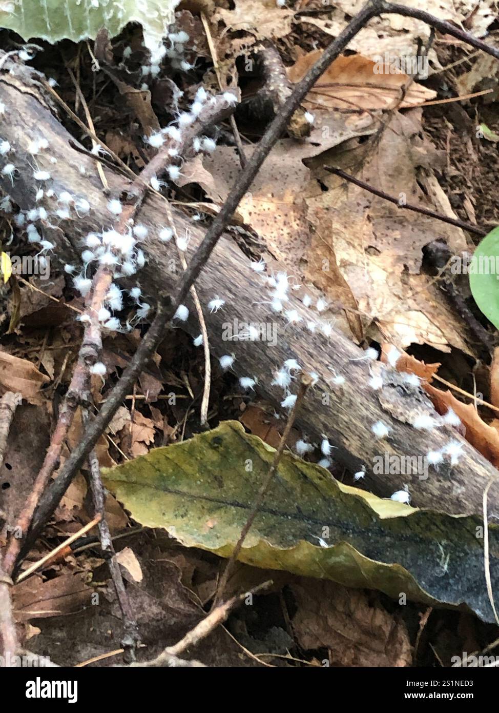 Beech Blight Aphid (Grylloprociphilus imbricator Stock Photo - Alamy