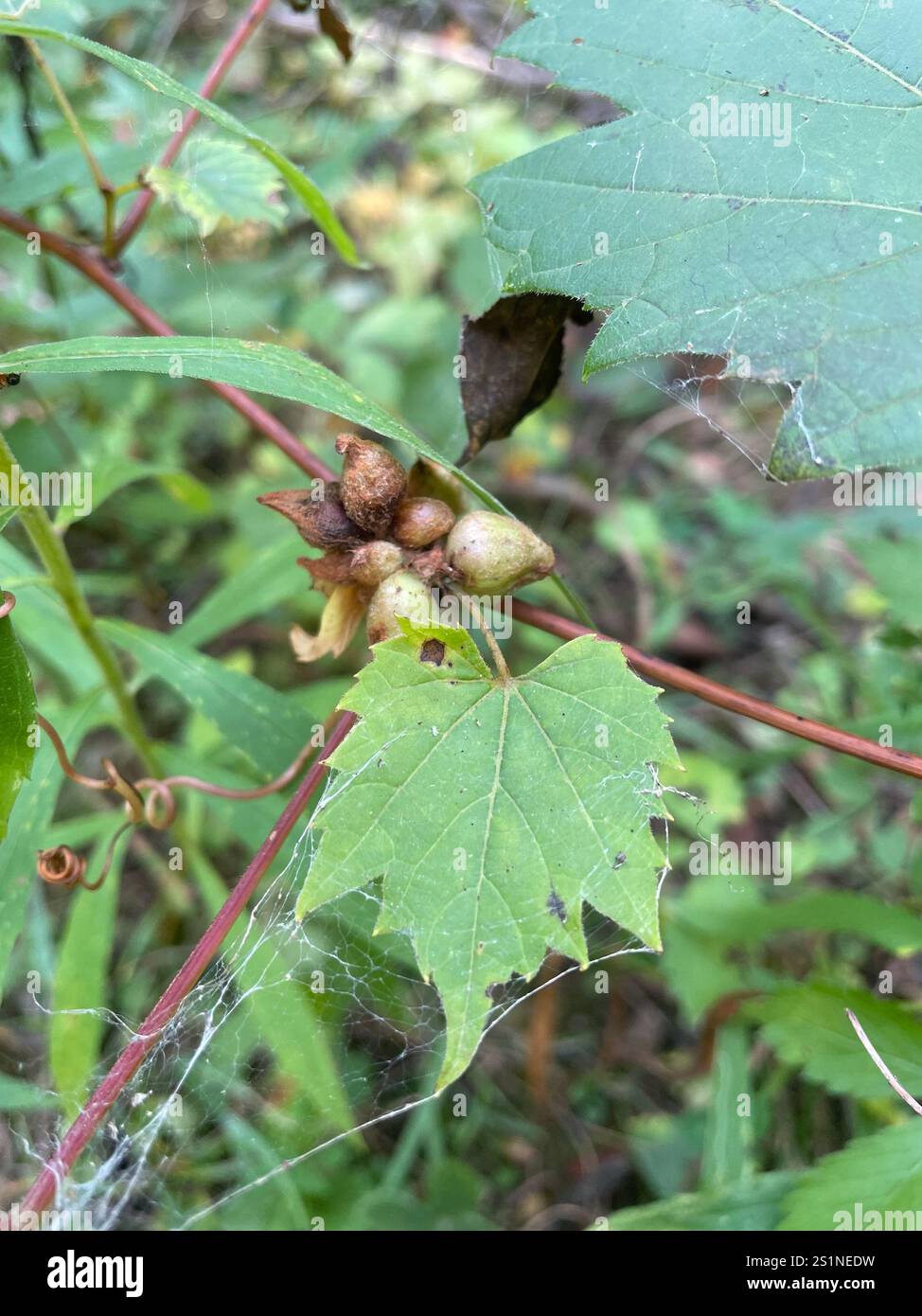 grape filbert gall (Ampelomyia vitiscoryloides Stock Photo - Alamy