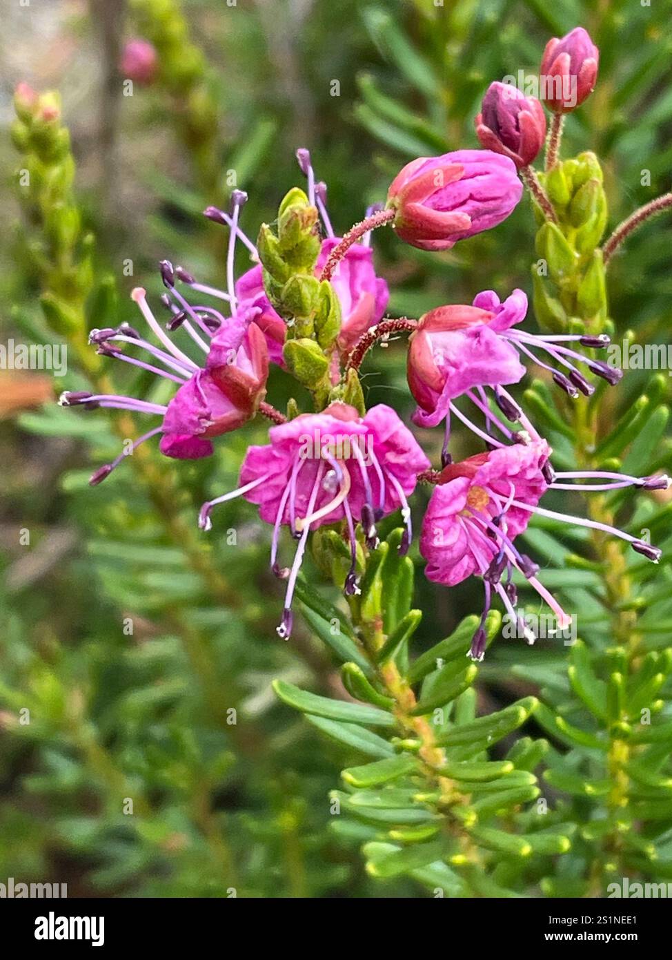 Purple Mountain-heath (Phyllodoce breweri Stock Photo - Alamy