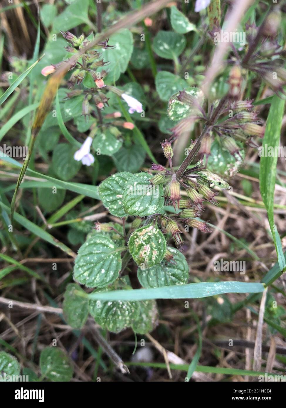 Common Calamint (Clinopodium menthifolium ascendens Stock Photo - Alamy