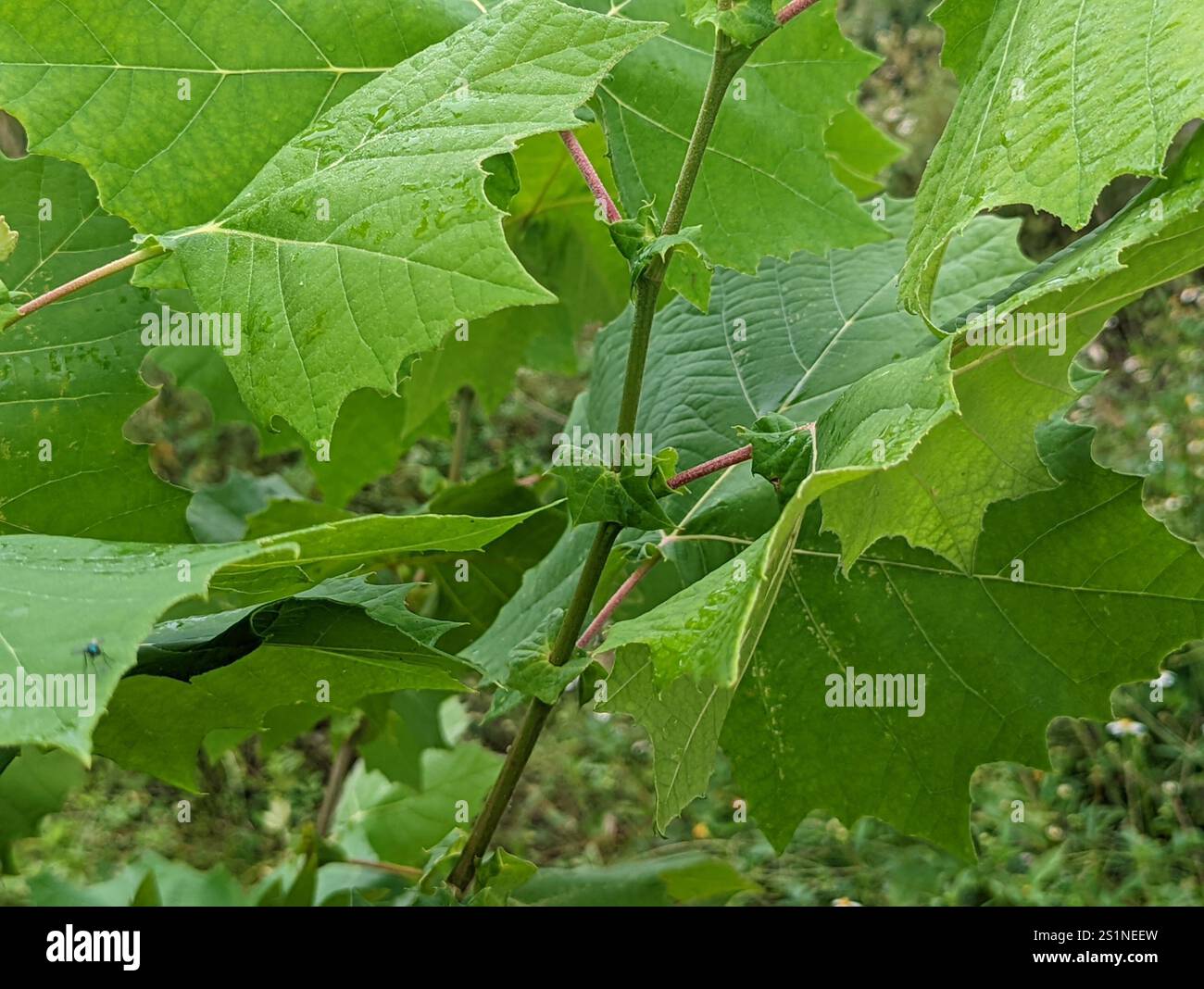 American sycamore (Platanus occidentalis Stock Photo - Alamy