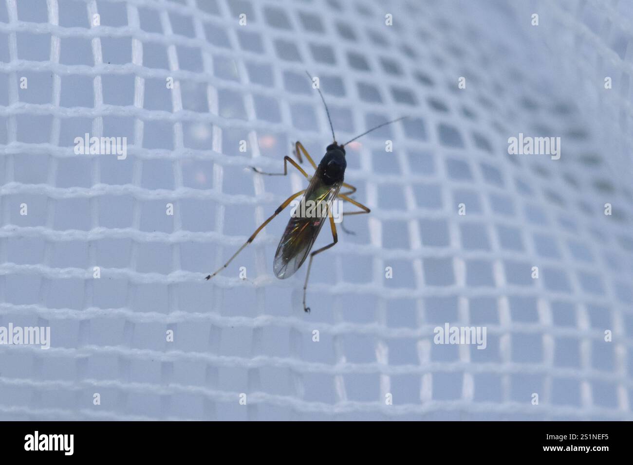 Biting Midges (Ceratopogonidae Stock Photo - Alamy