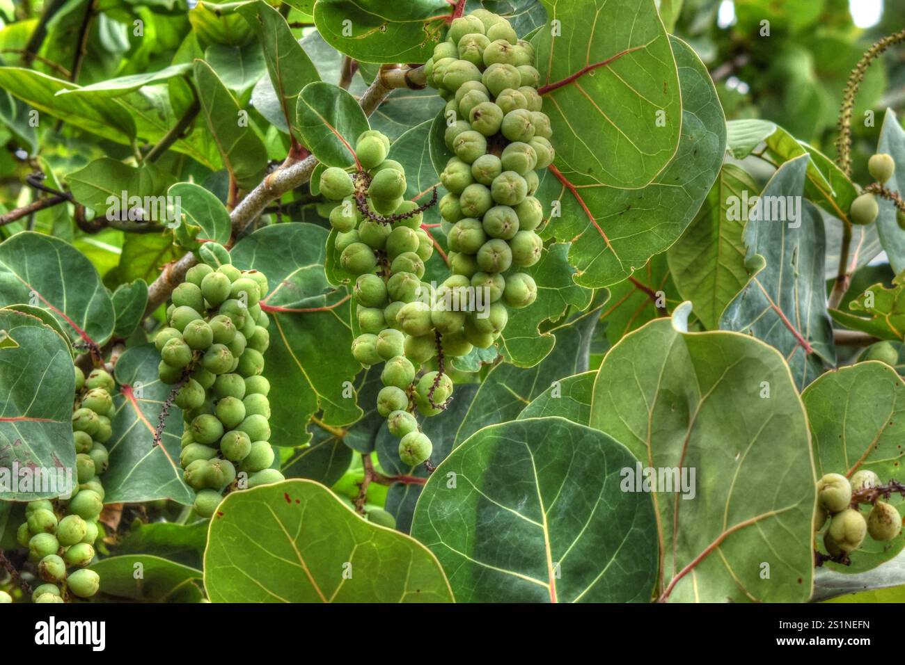 Green sea plants on hi-res stock photography and images - Alamy