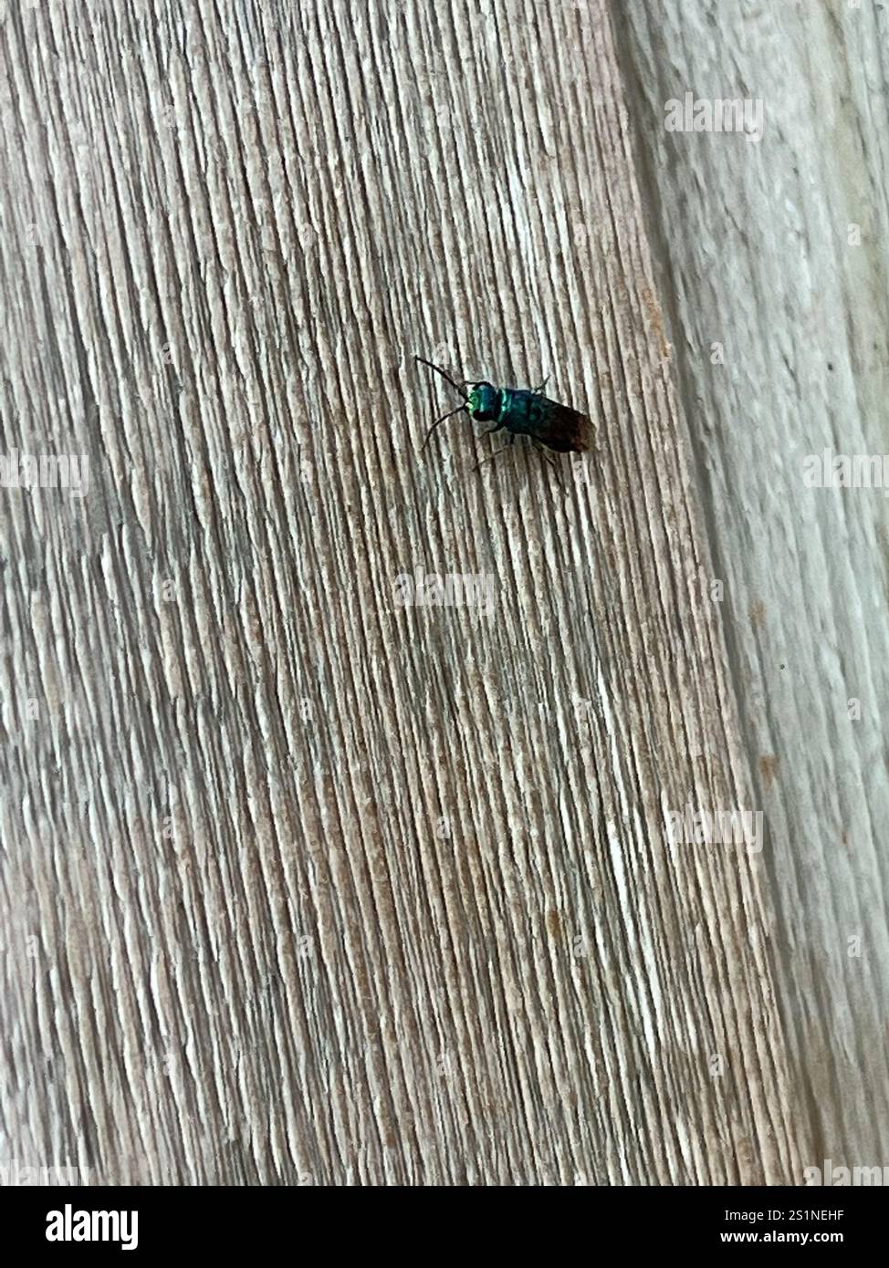 Ruby-tailed Cuckoo Wasps (Chrysis ignita Stock Photo - Alamy