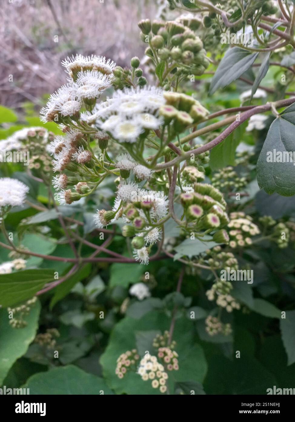 Crofton Weed (Ageratina adenophora Stock Photo - Alamy