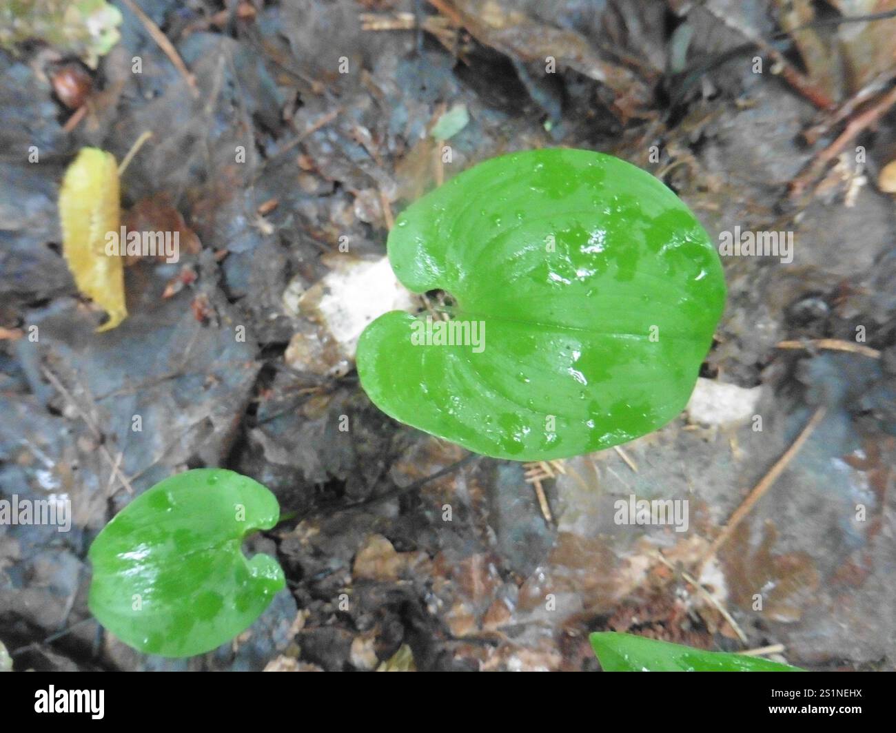 May Lily (Maianthemum bifolium Stock Photo - Alamy